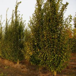 Garden Plants for Sale Fastigiate European Hornbeam - Carpinus betulus ...